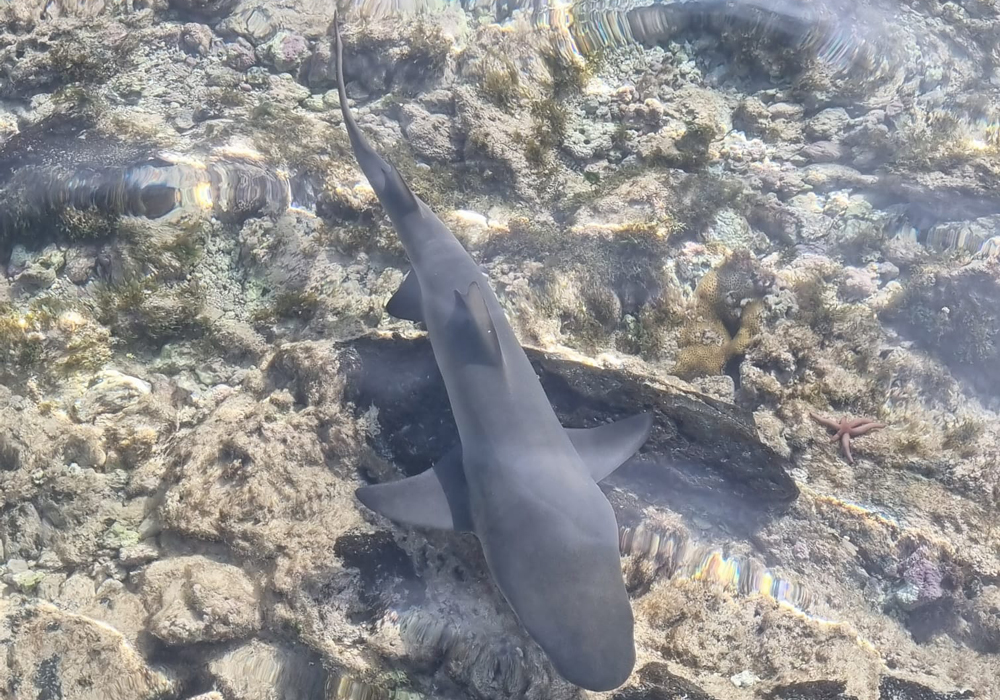 Shark Experience | Sal Eco Tours